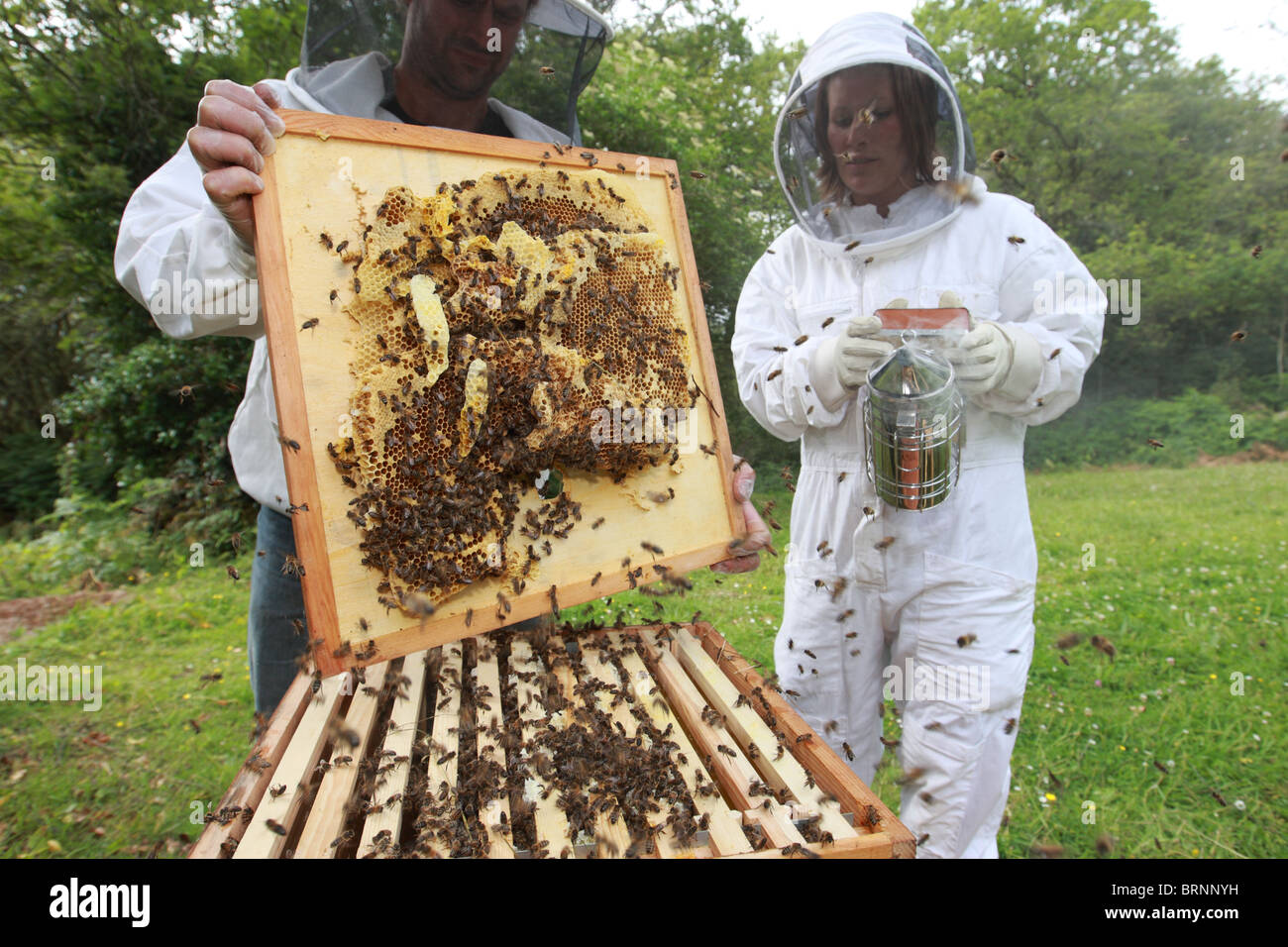 Couple learning the art of beekeeping Stock Photo - Alamy