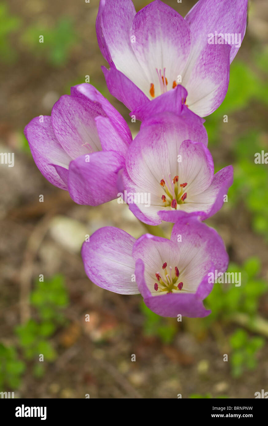 Lilac Colchicum flowers in bloom in early autumn. UK Stock Photo - Alamy