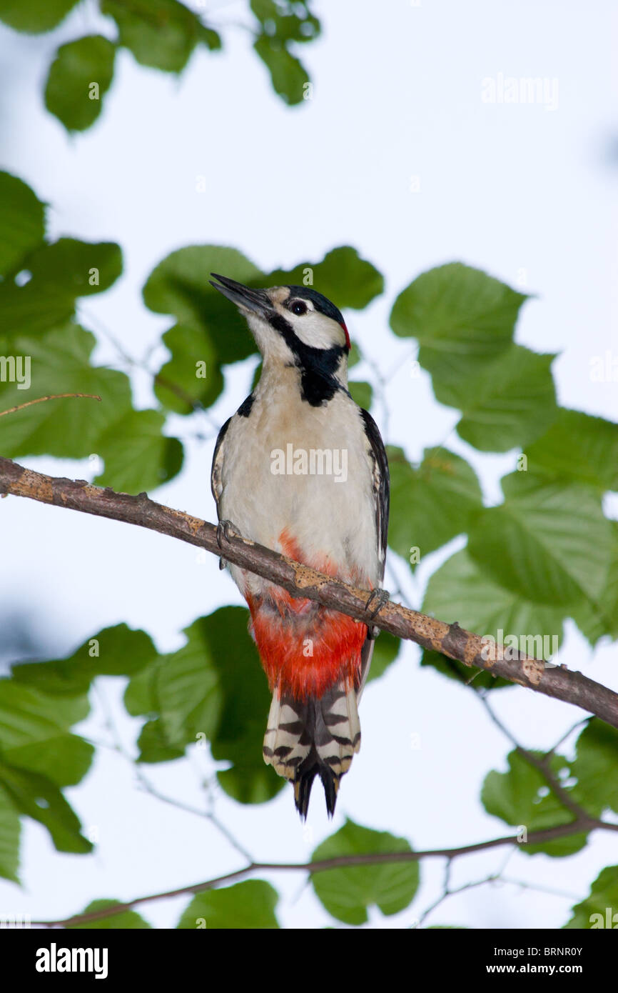 The male of the Great spotted woodpecker (Dendrocopos major Stock Photo ...