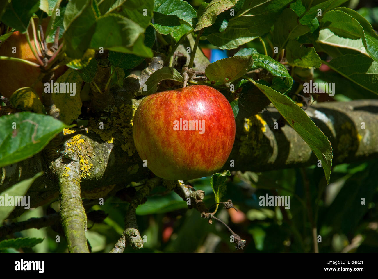 English apple tree hi-res stock photography and images - Alamy