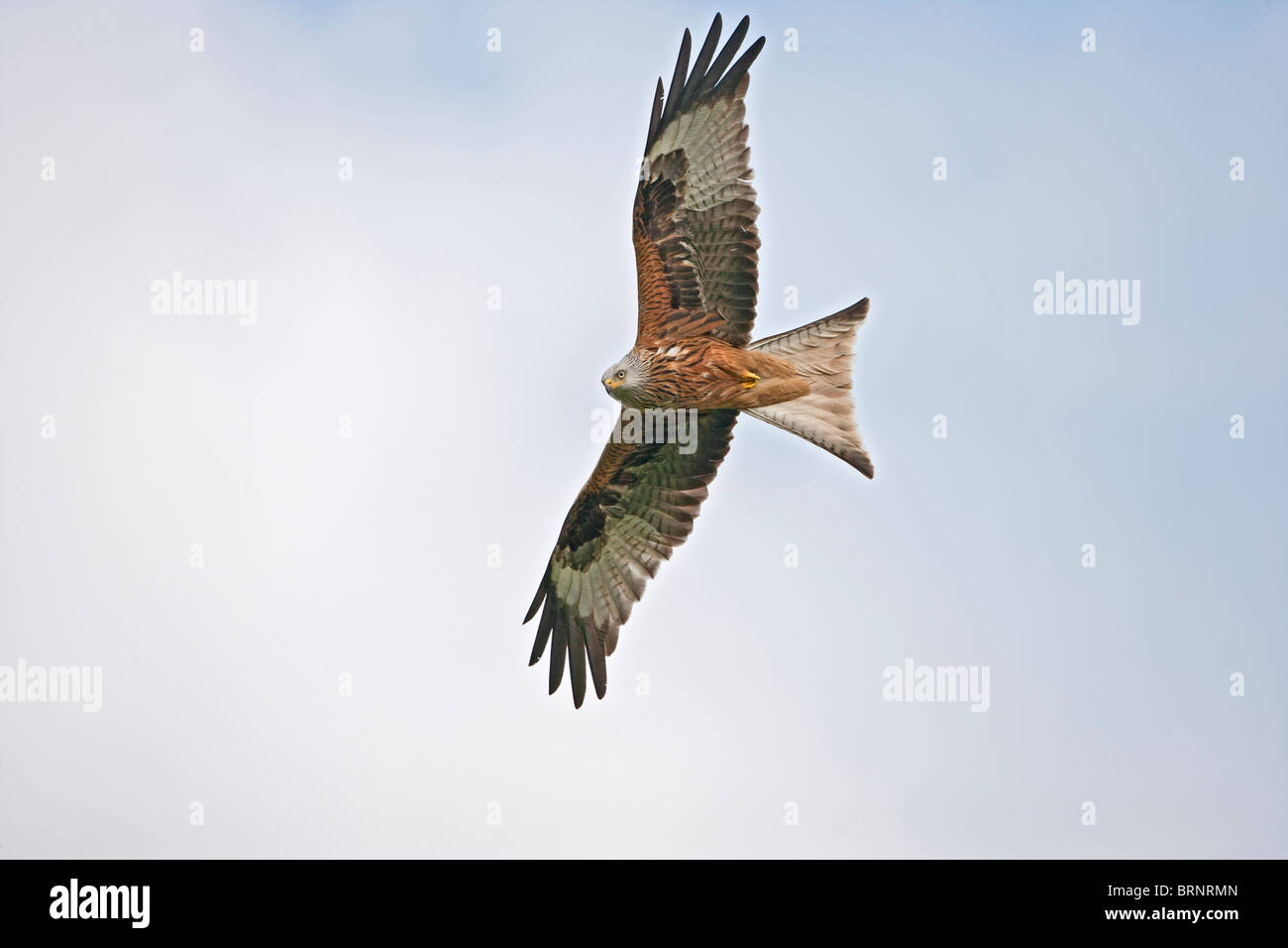 Red kite is hunting hi-res stock photography and images - Alamy