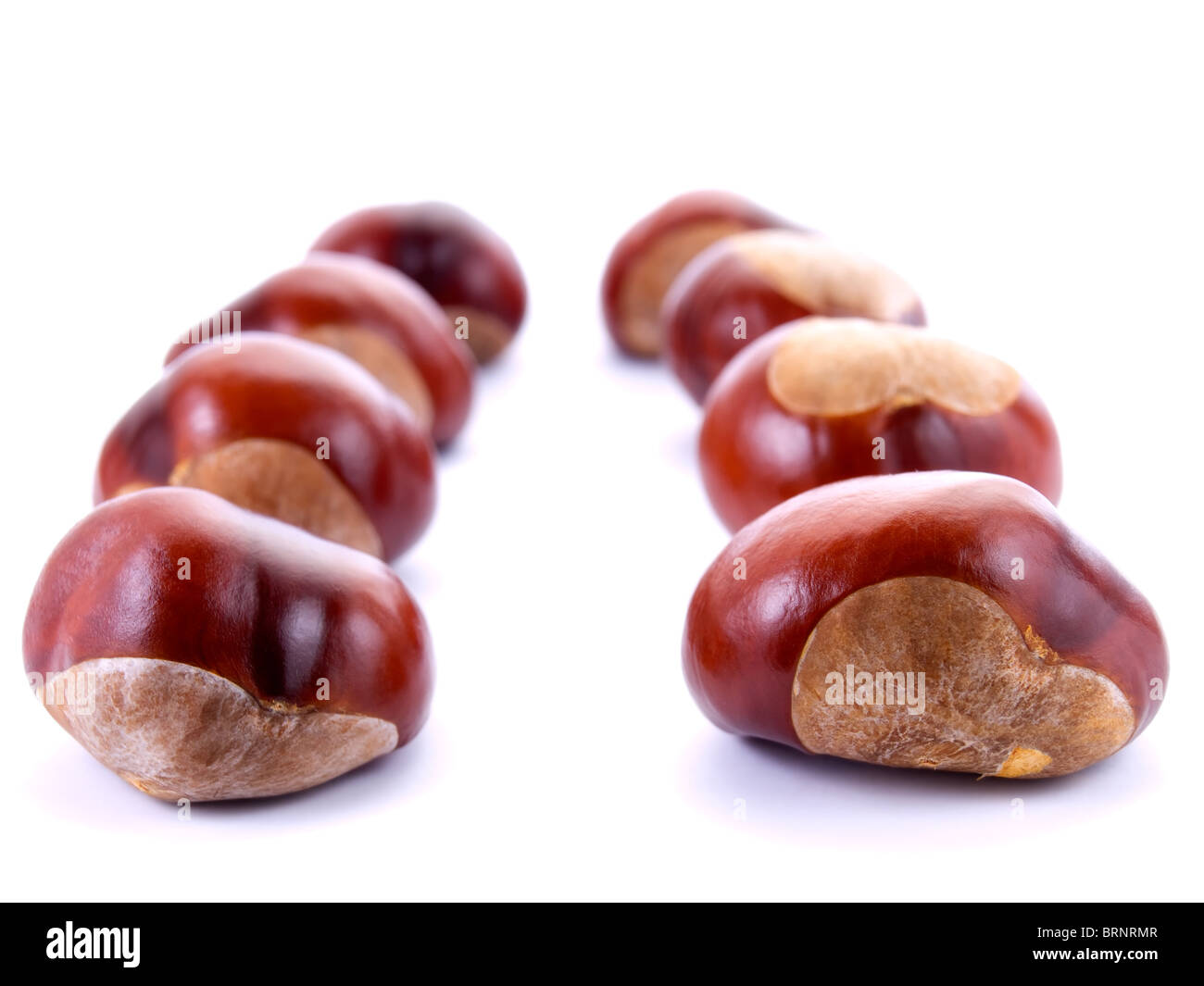 Two rows of wild chestnuts on a white background Stock Photo - Alamy