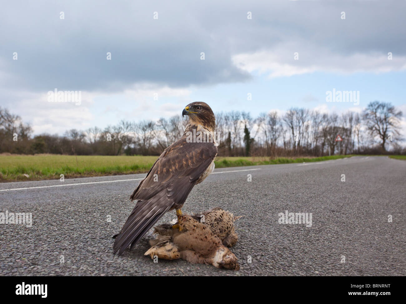 Buzzard (Buteo buteo ) on road kill Stock Photo - Alamy