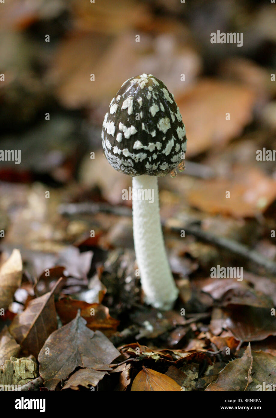 Magpie Inkcap Fungus, Coprinopsis picacea, Psathyrellaceae Stock Photo ...
