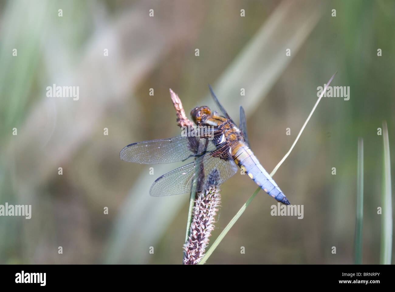 Broad bodied chaser dragonfly, male Stock Photo - Alamy