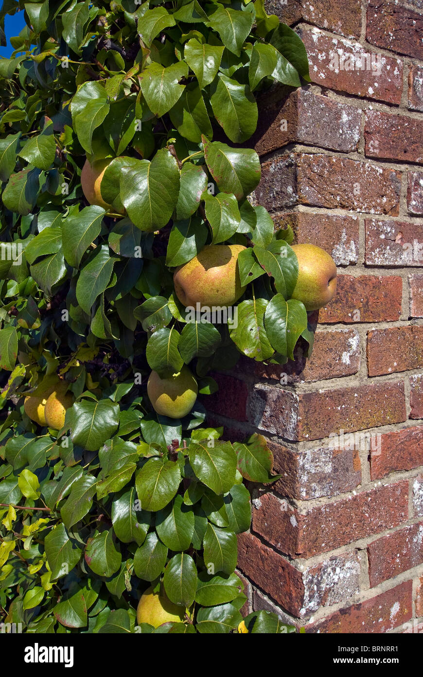 Wall for fruit growing hi-res stock photography and images - Alamy