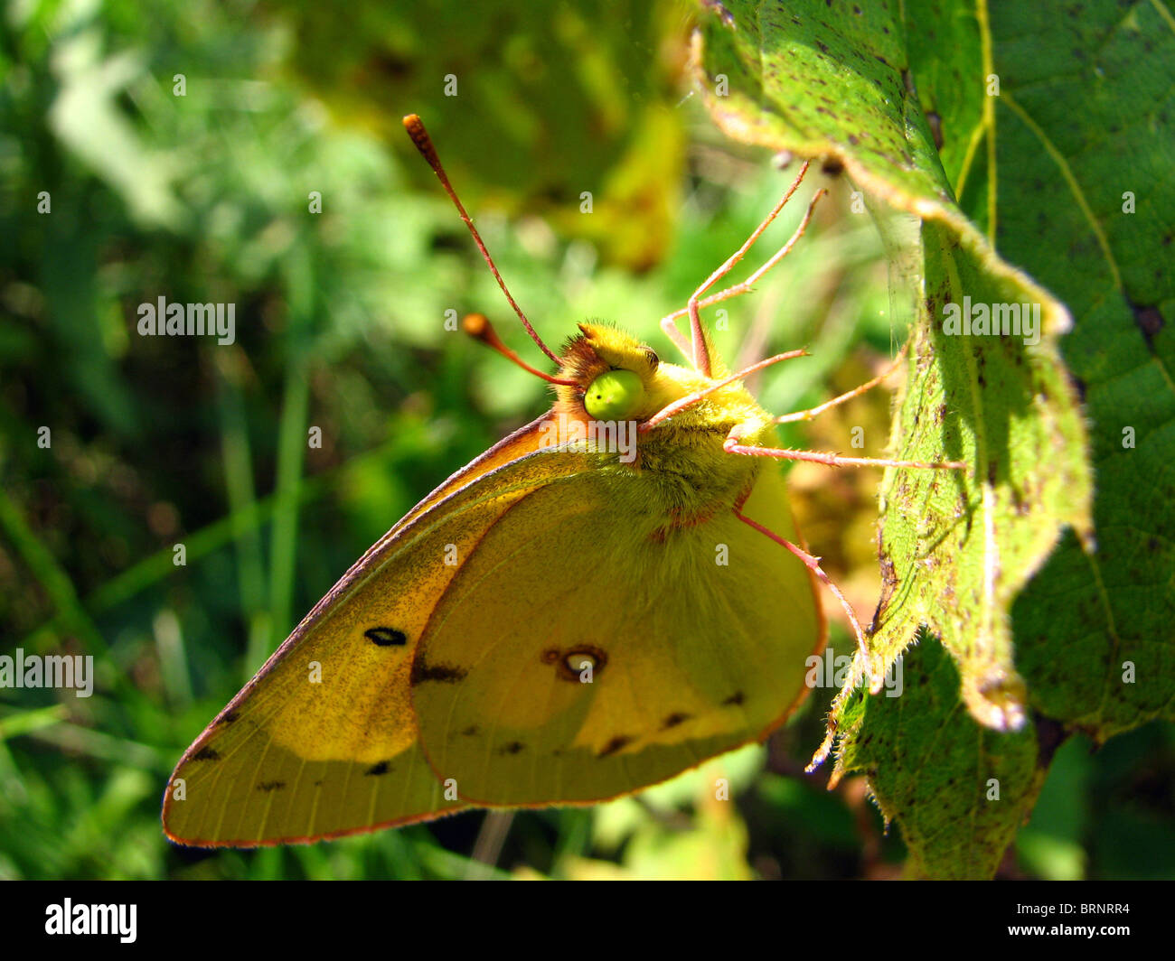Orange Sulfur Butterfly in Ontario, Canada Stock Photo - Alamy