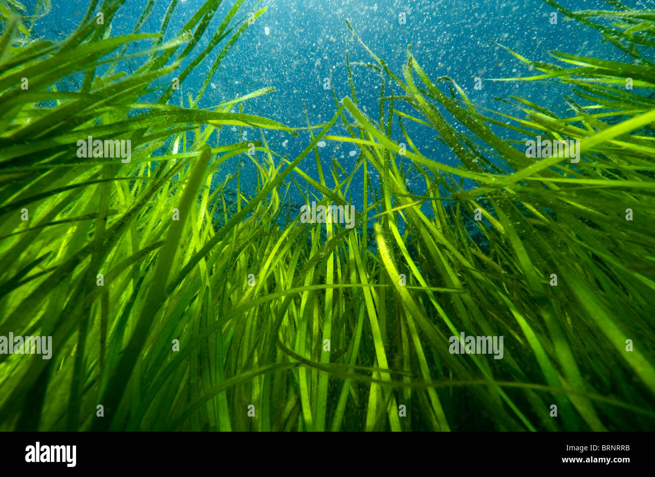 Eel grass hi-res stock photography and images - Alamy