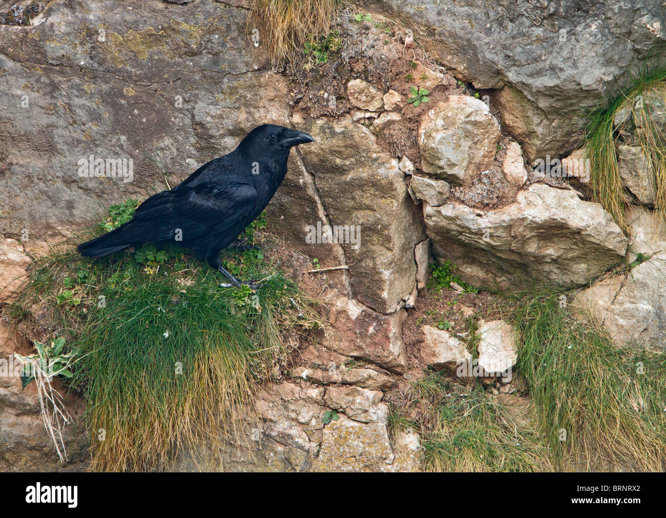 Raven nest hi-res stock photography and images - Alamy