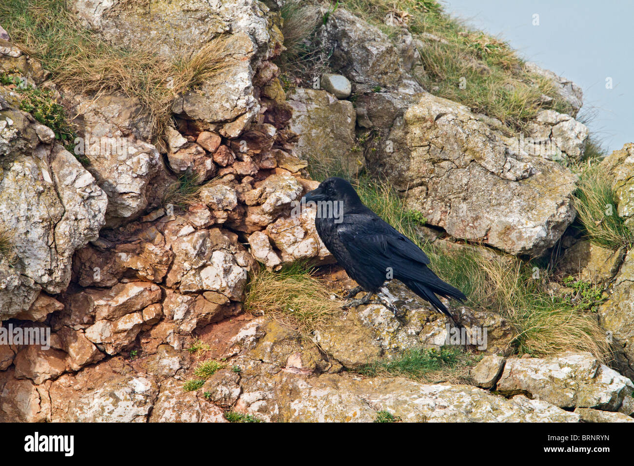 Raven nest cliff hi-res stock photography and images - Alamy