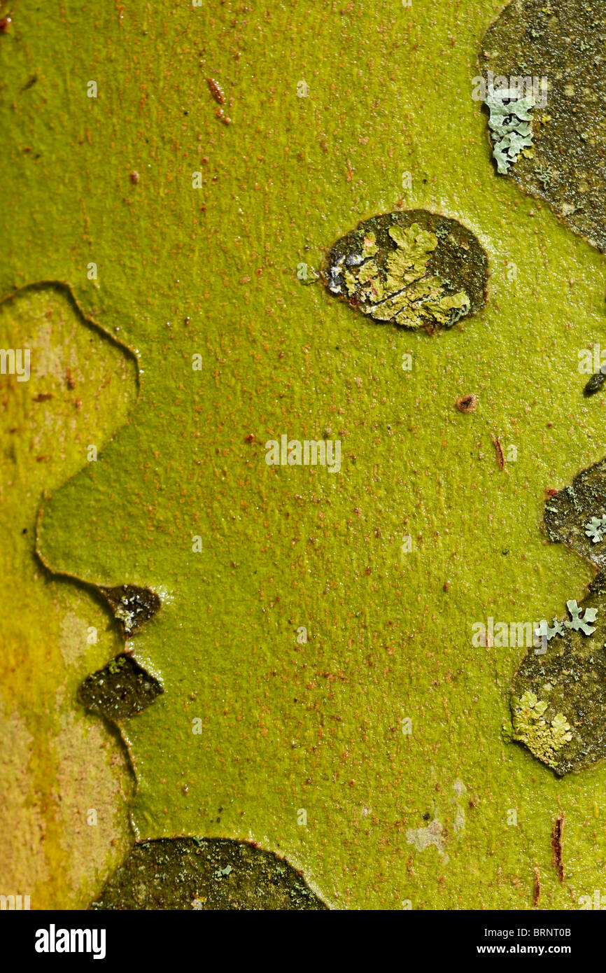 Tree bole hi-res stock photography and images - Alamy