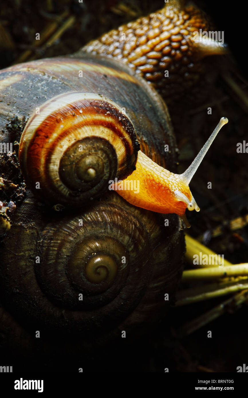 beautifully illuminated snail kid sitting on his mother Stock Photo - Alamy