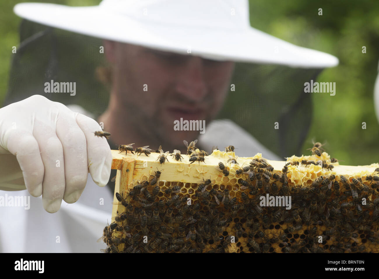 Beekeeping. Novice beekeepers learning the skills of keeping bees Stock ...