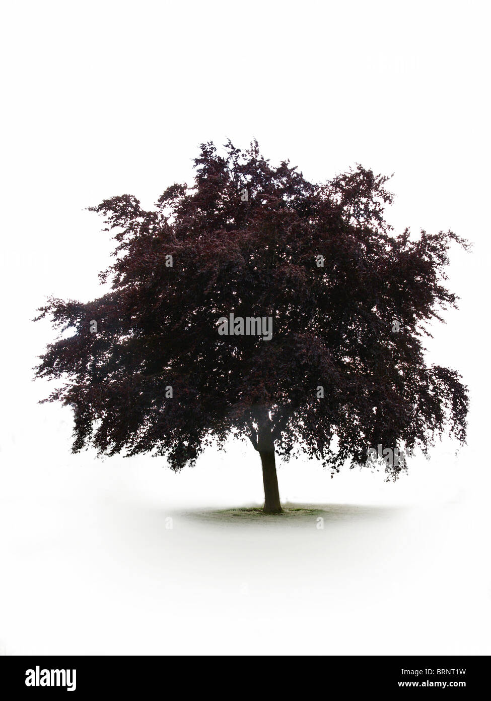 single tree on white background for easy cut out Stock Photo - Alamy