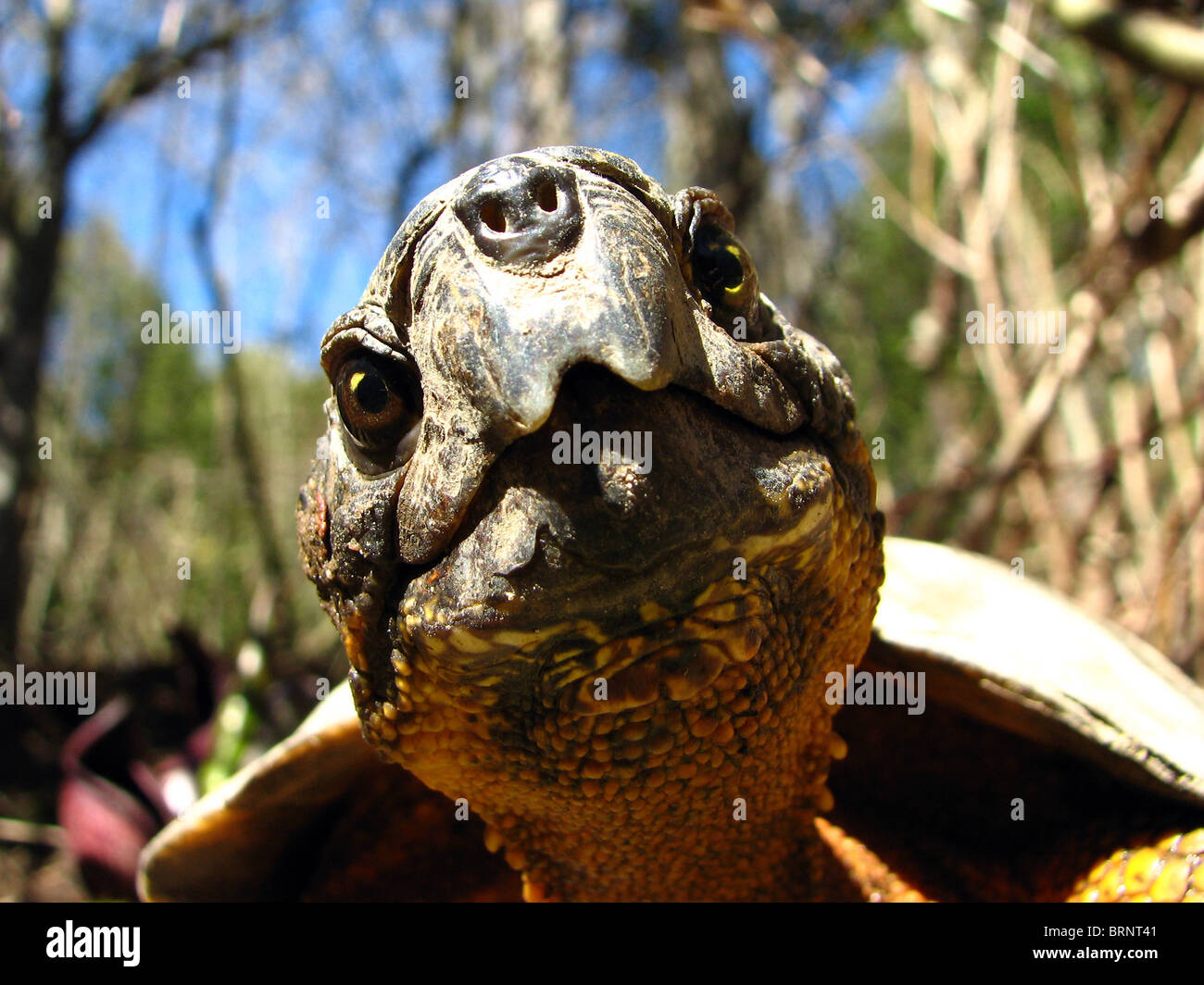 North American Wood Turtle (Glyptemys insculpta Stock Photo - Alamy