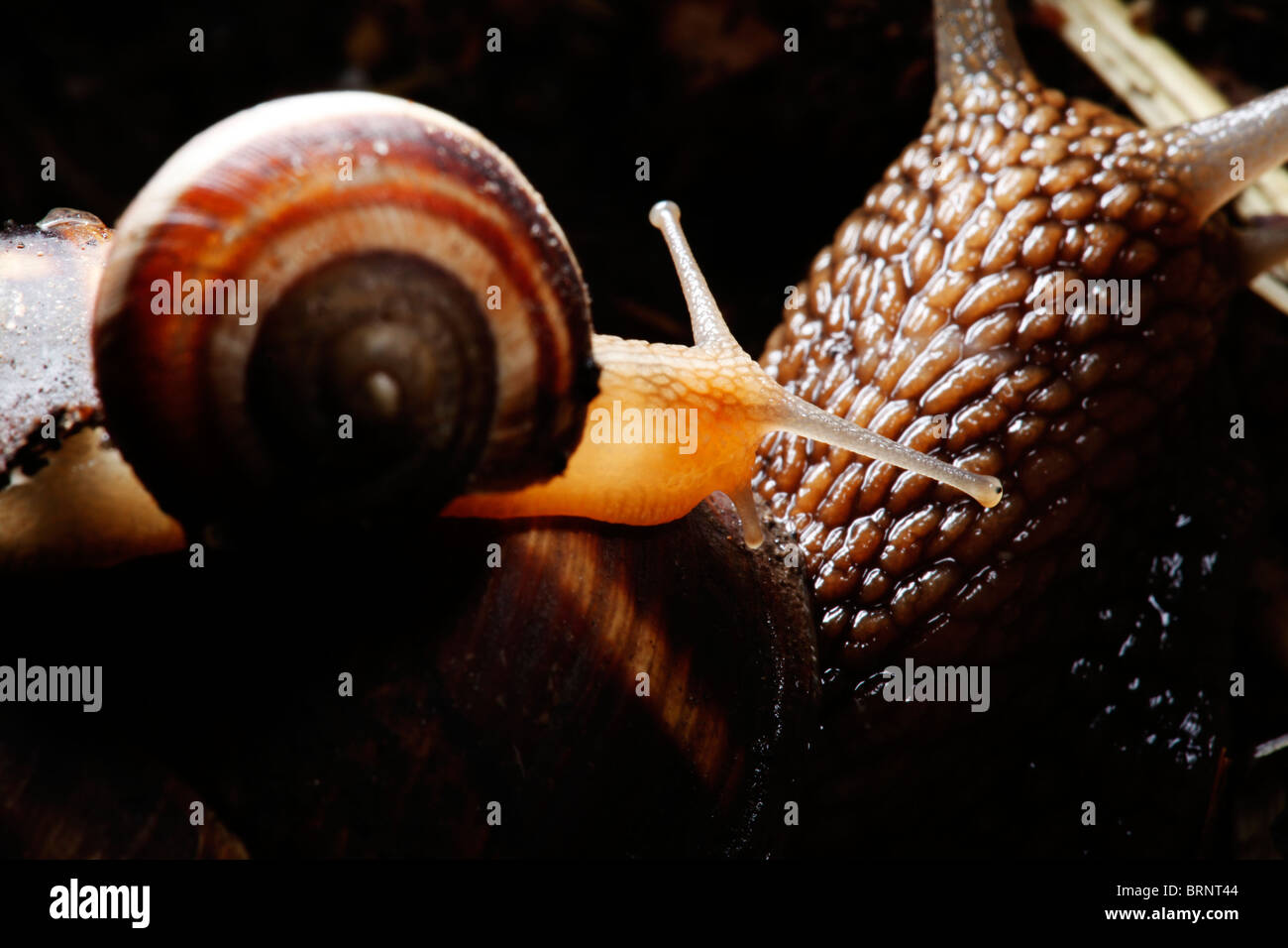 beautifully illuminated snail kid sitting on his mother Stock Photo - Alamy