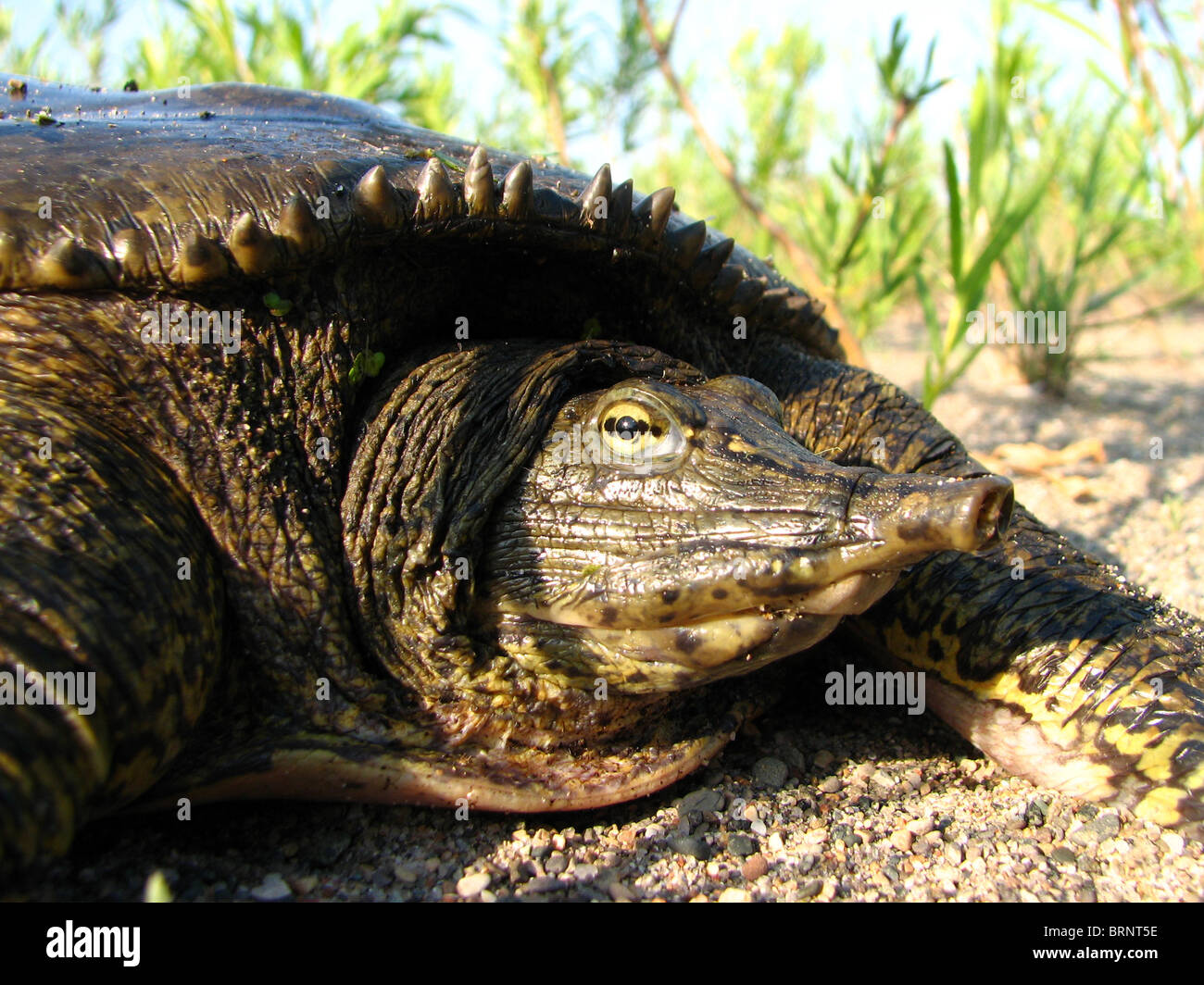 Spiny turtle hi-res stock photography and images - Alamy