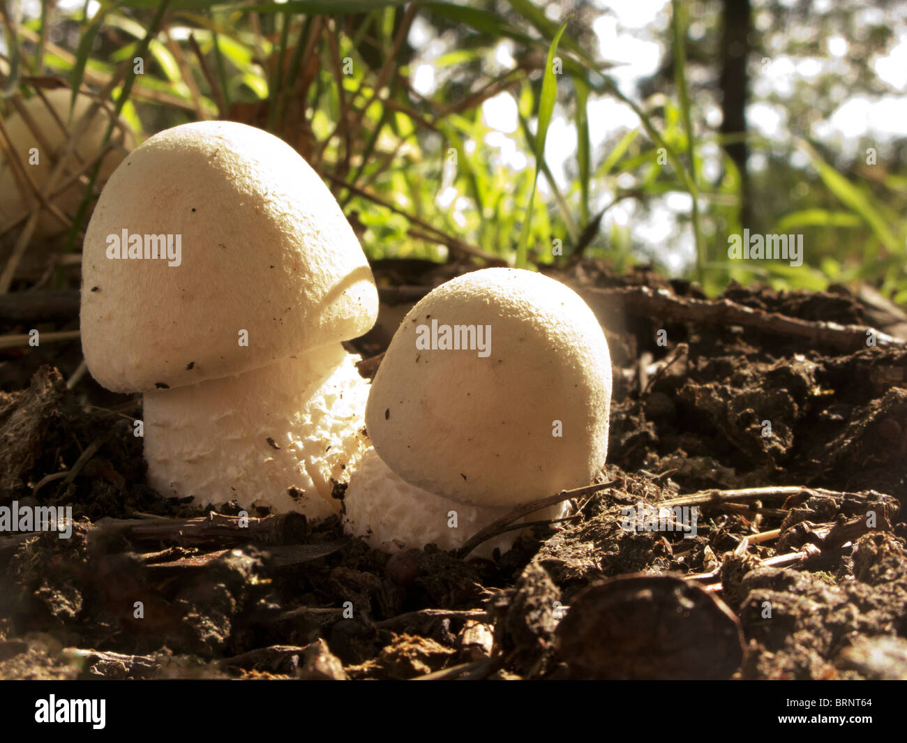 wild mushrooms growing in a forest Stock Photo - Alamy