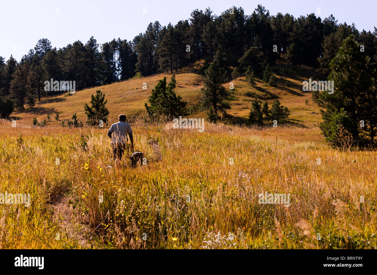 Dog on trail hi-res stock photography and images - Alamy
