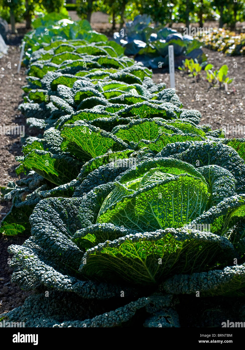 cabbges in vegetable plot Stock Photo - Alamy