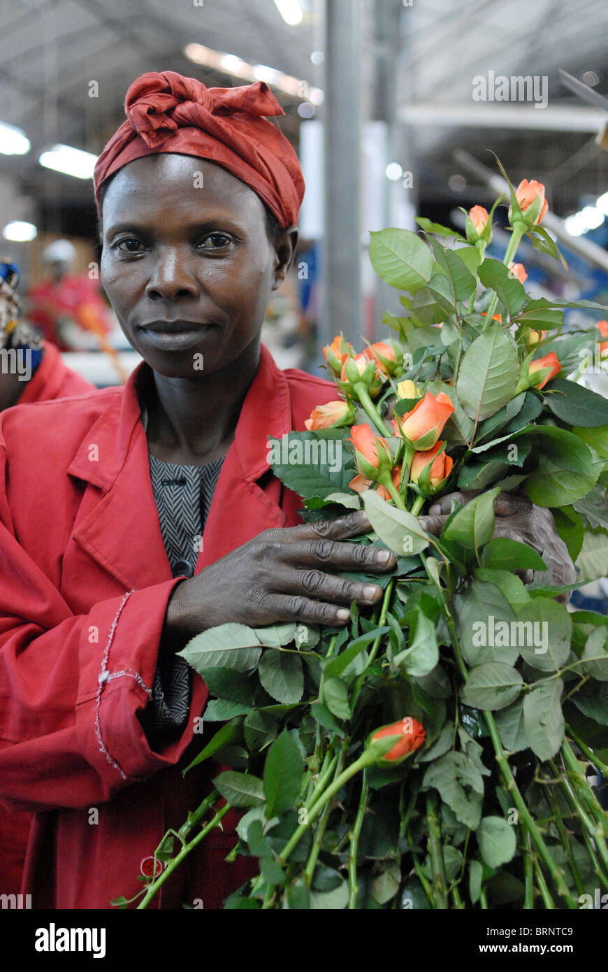 Africa Tanzania, rose flower cultivation in green house at FLP flower ...