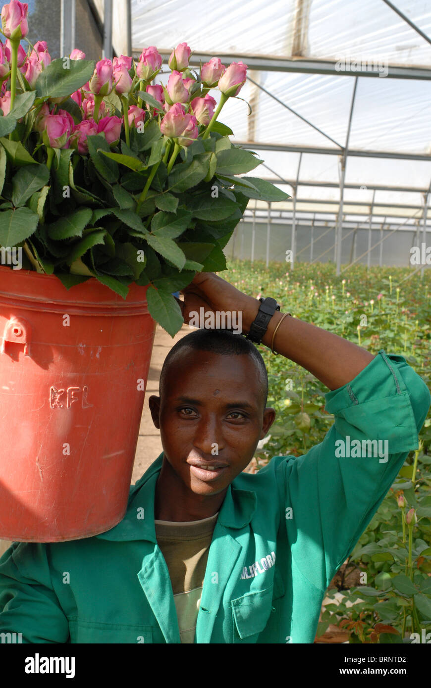 Africa Tanzania, rose flower cultivation in green house at FLP flower ...