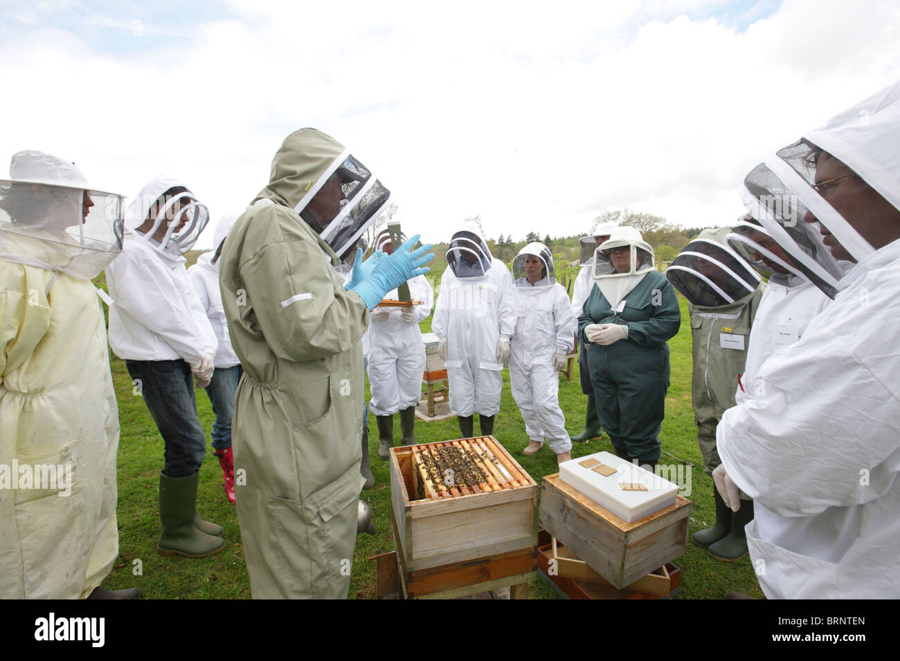 Beekeeping. Novice beekeepers learning the skills of keeping bees Stock ...