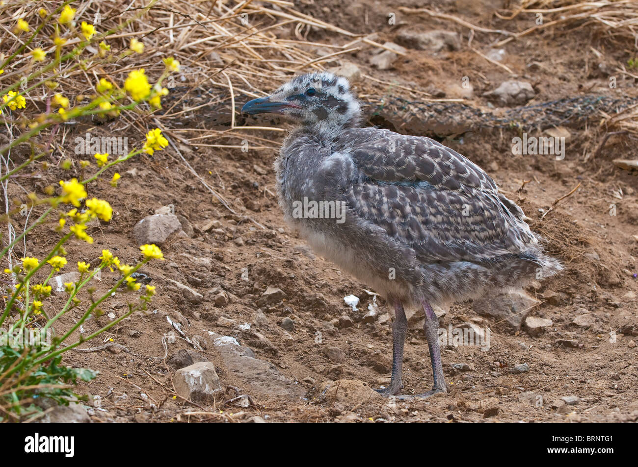 Young little gull hi-res stock photography and images - Alamy