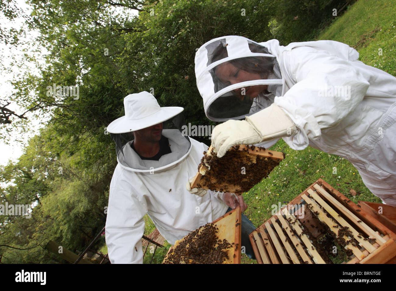 Couple learning the art of beekeeping Stock Photo - Alamy