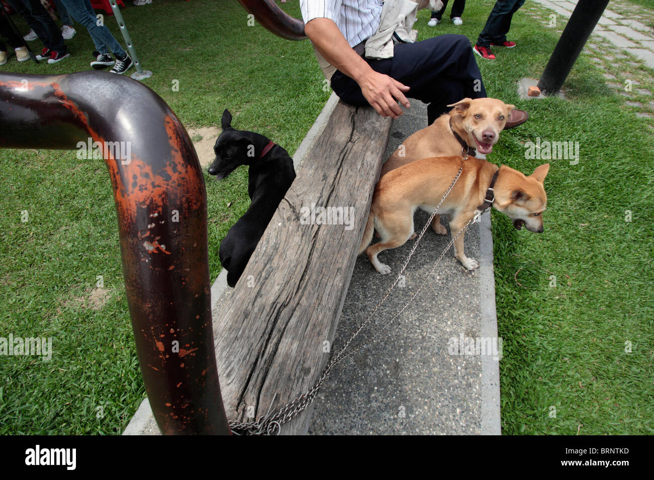 Three dogs accompany with man Stock Photo - Alamy