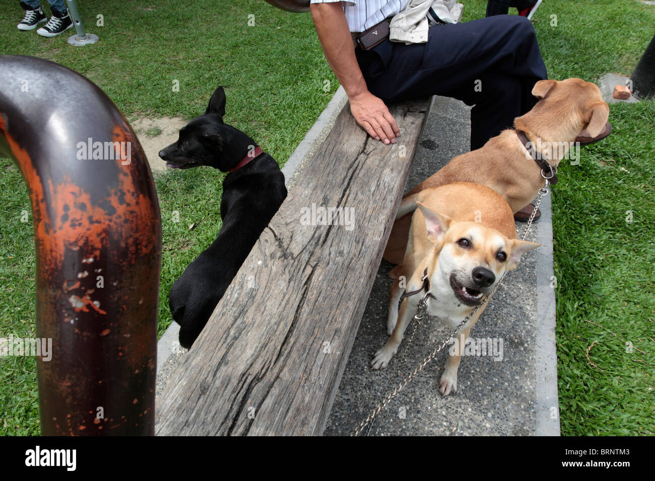 Three dogs accompany with man Stock Photo - Alamy