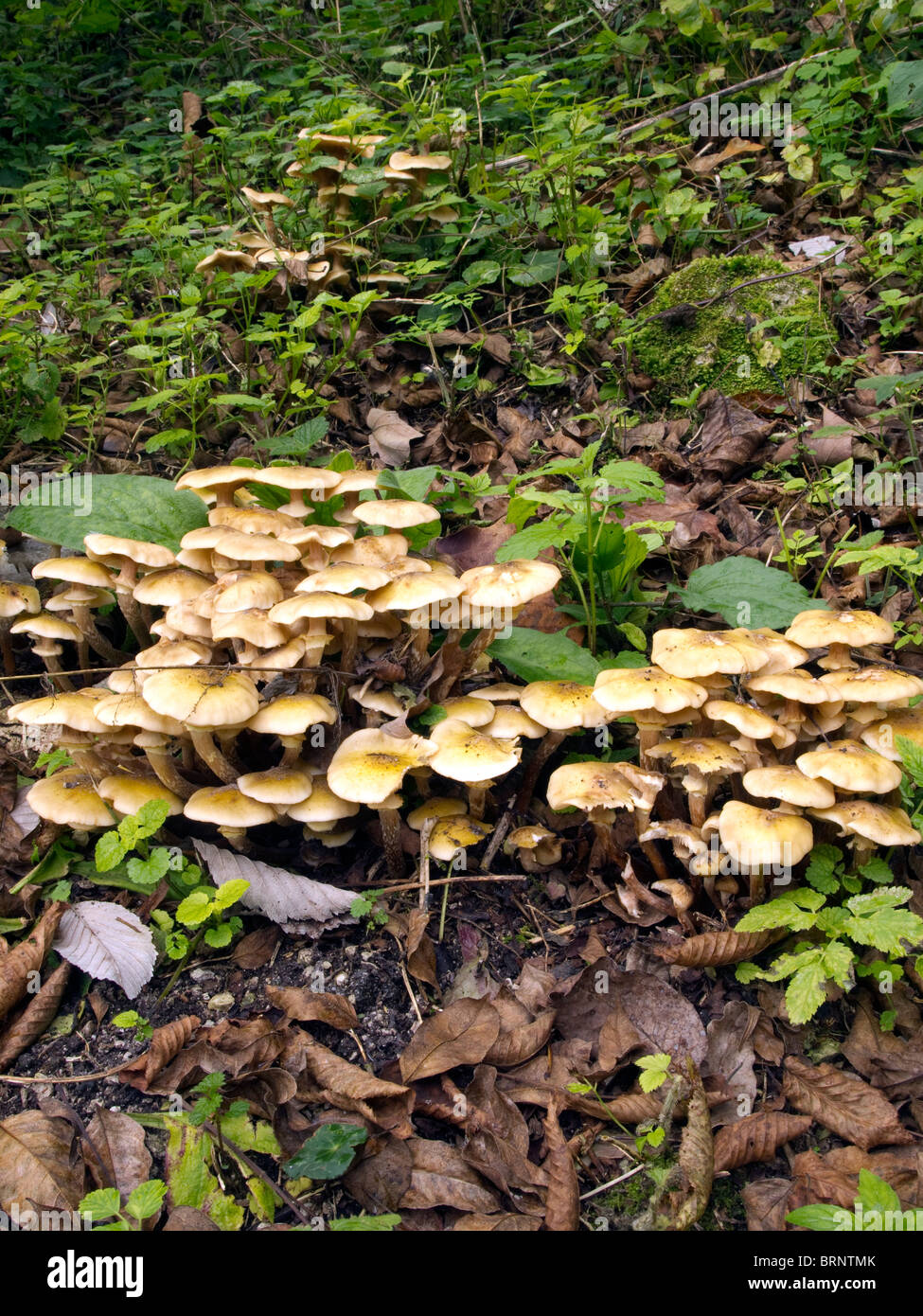 Armillaria mushroom hi-res stock photography and images - Alamy