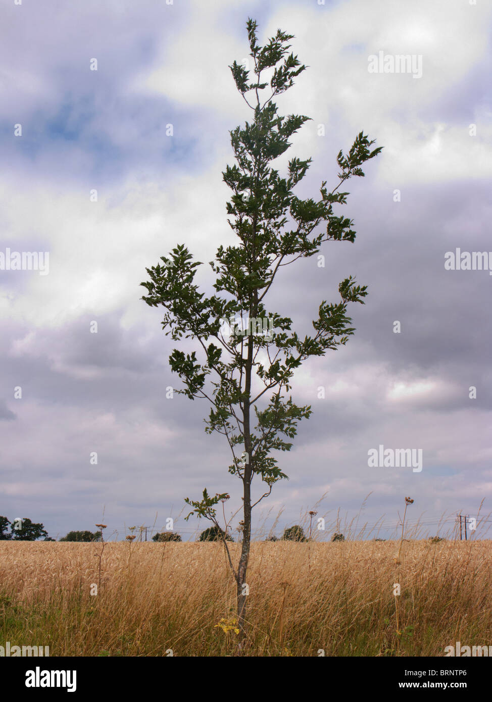 single green tree on white background ready for a cut out Stock Photo ...