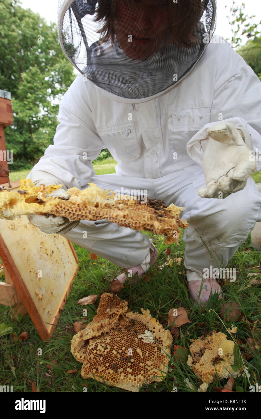 Beekeeping. Novice beekeepers learning the skills of keeping bees Stock ...