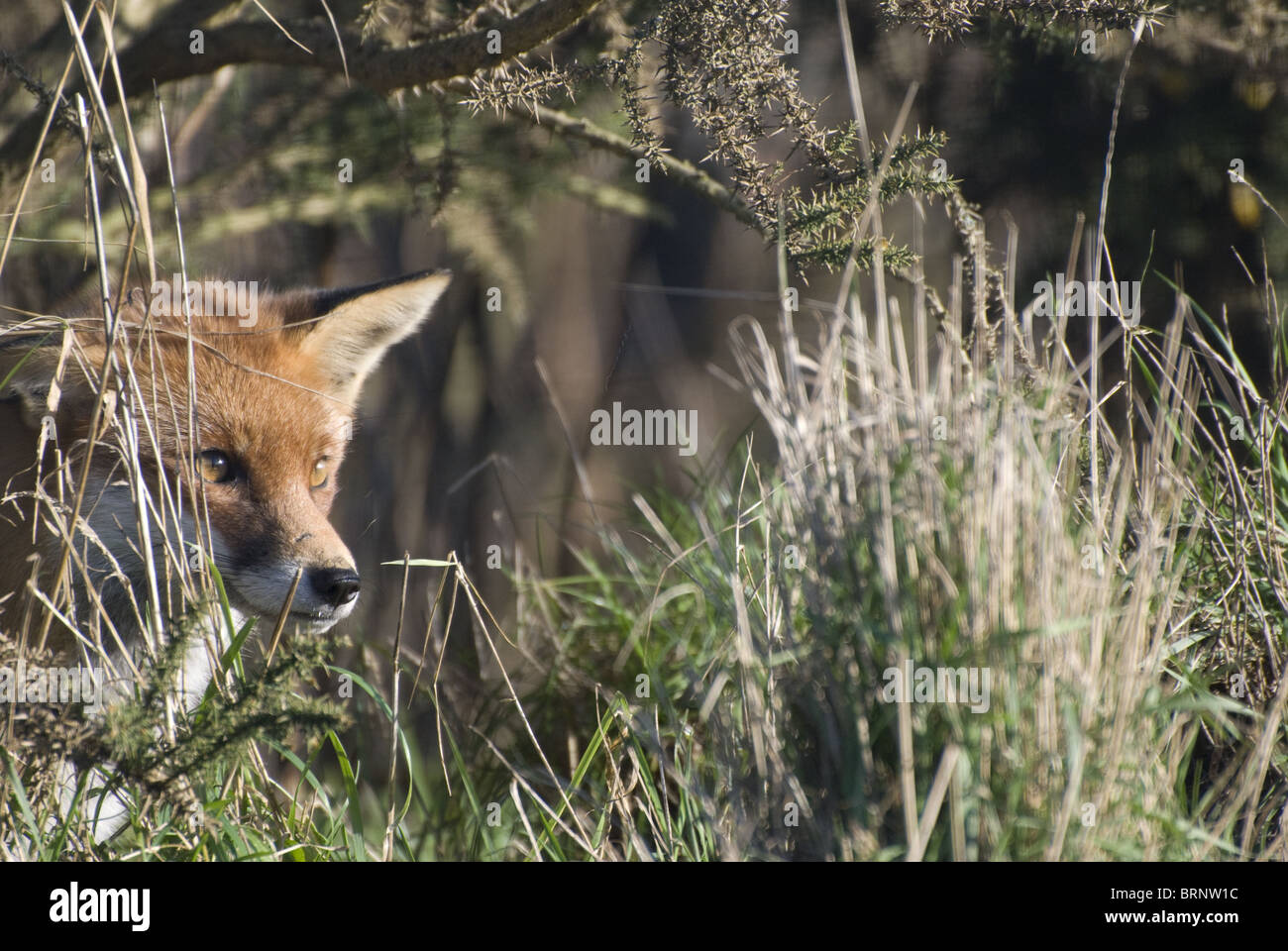 Alert fox in long grass Stock Photo - Alamy