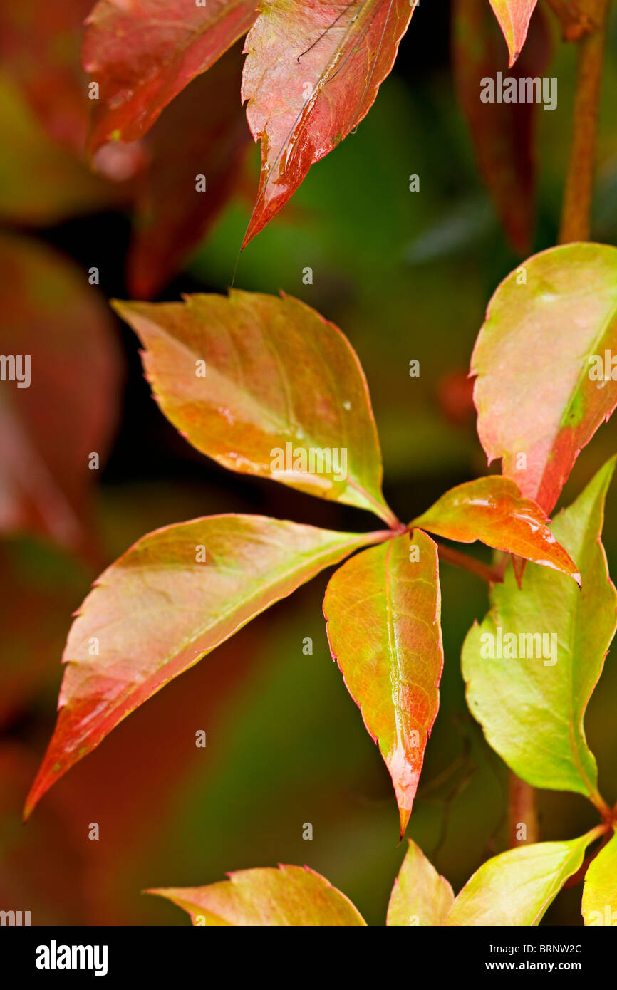 Victoria creeper hi-res stock photography and images - Alamy