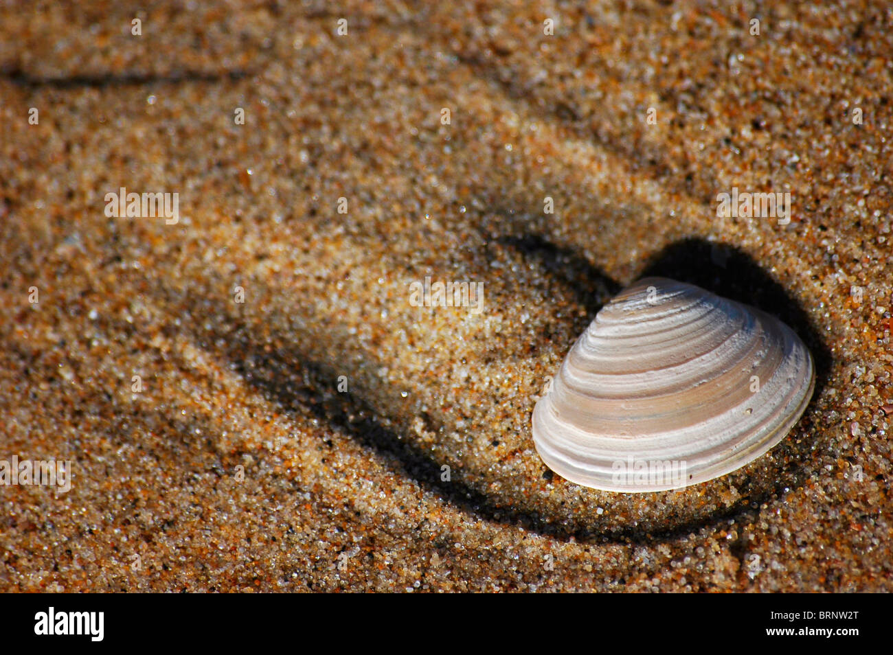 A single shell on a sandy beach Stock Photo - Alamy