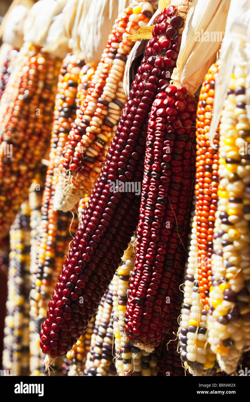 colorful Indian corn display hanging from a rural farm stand Stock ...