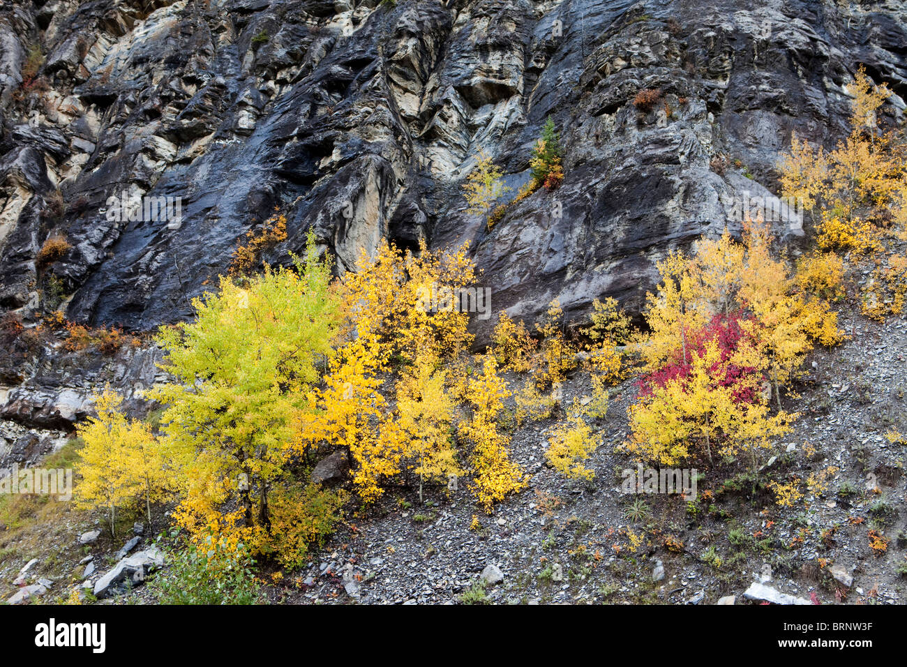 Bushes in Autumn and Rockwall, Banff National Park, Alta, Canada Stock ...