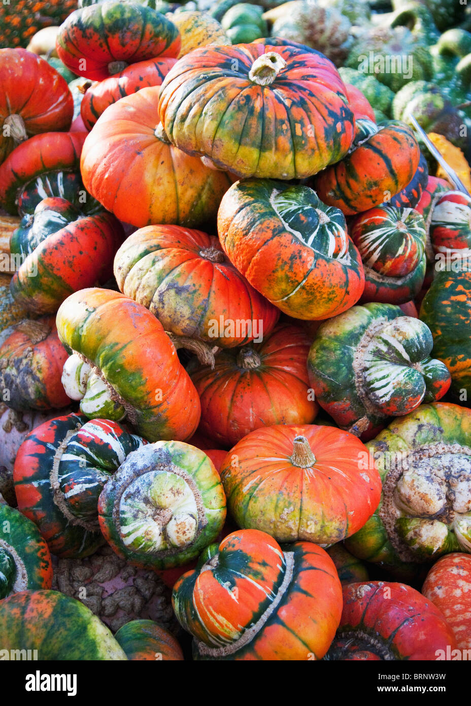 Assortment of colorful farm pumpkins Stock Photo - Alamy