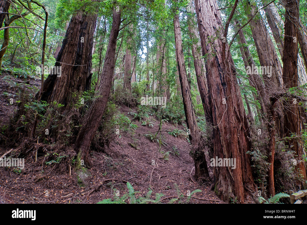 Vegetation coastal redwoods sequoia sempervirens hi-res stock ...