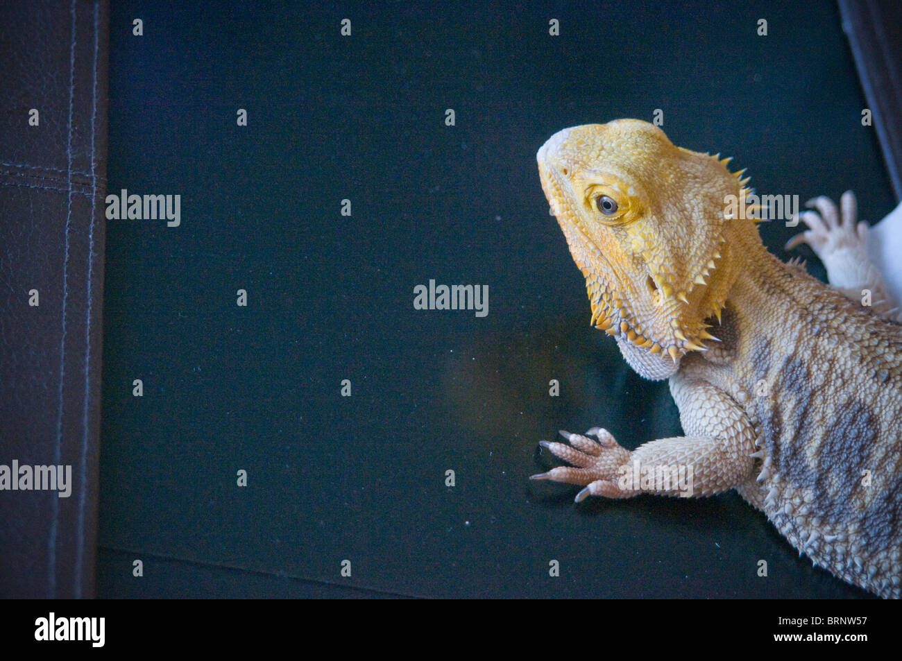 Families pet lizard Stock Photo - Alamy