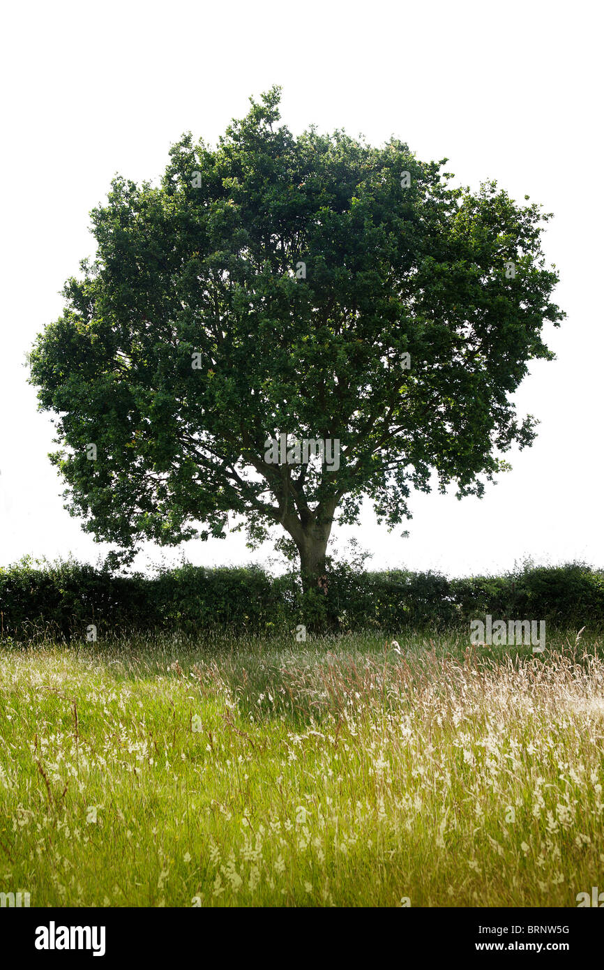 single green tree all alone on white background ready for a cut out ...