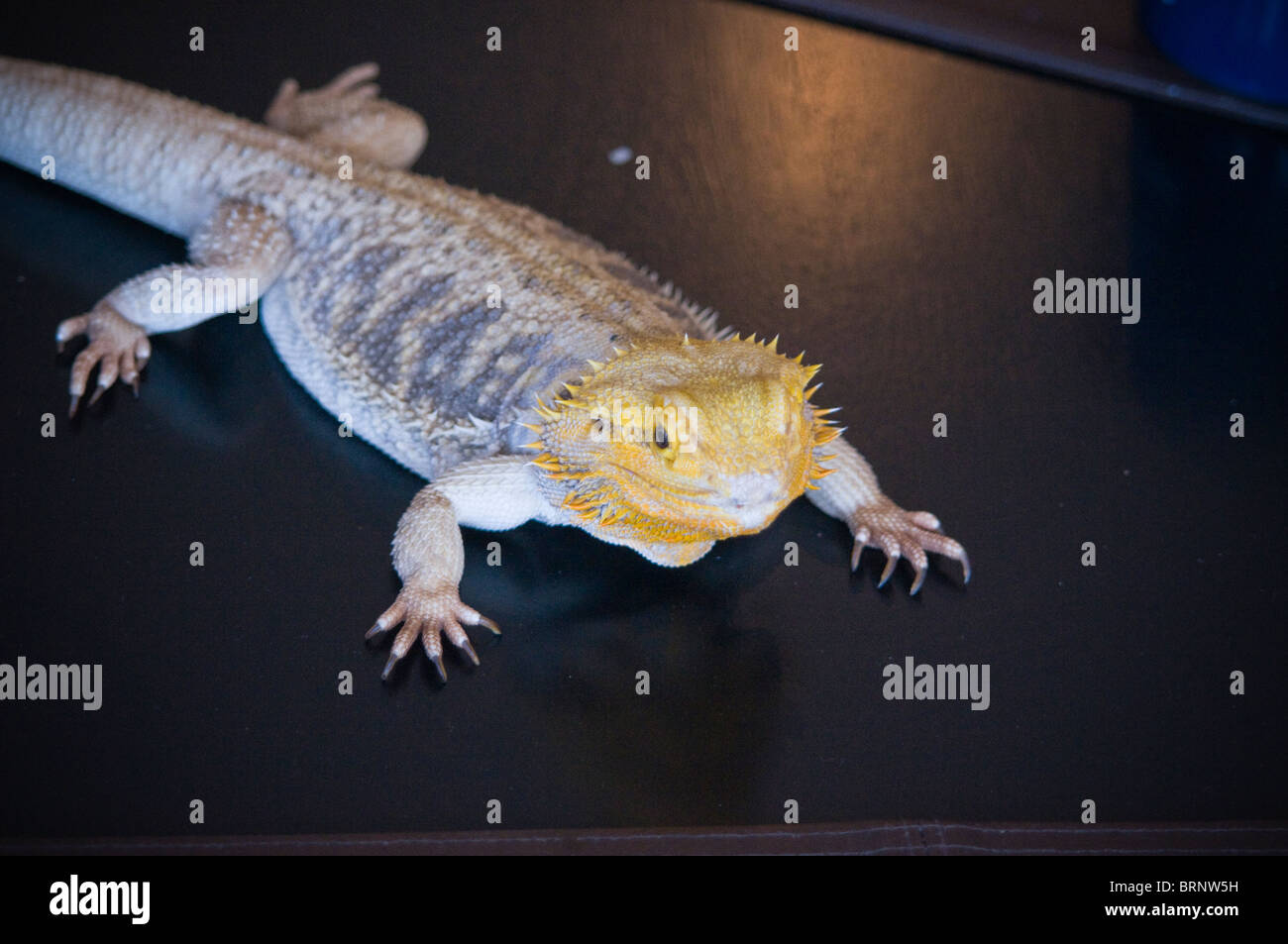 Families pet lizard Stock Photo - Alamy