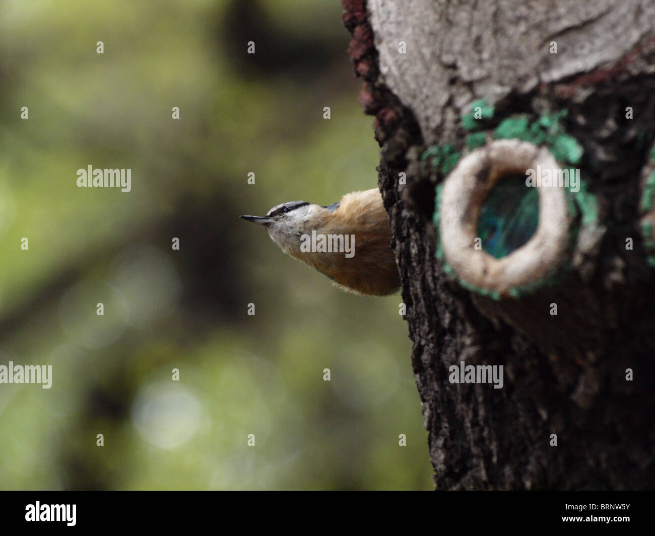 Hacking birds hi-res stock photography and images - Alamy