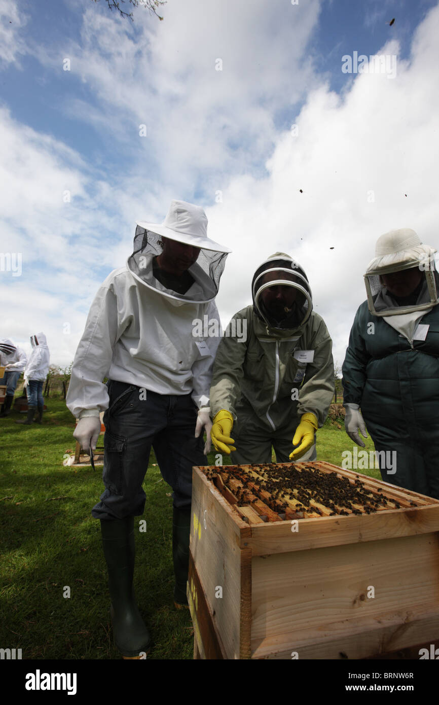 Beekeeping. Novice beekeepers learning the skills of keeping bees Stock ...