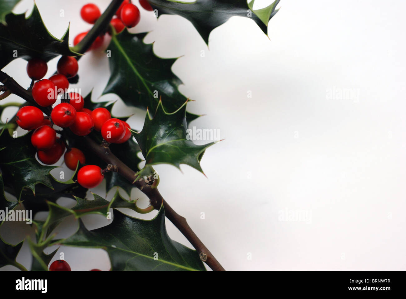 Christmas holly decorations Stock Photo - Alamy