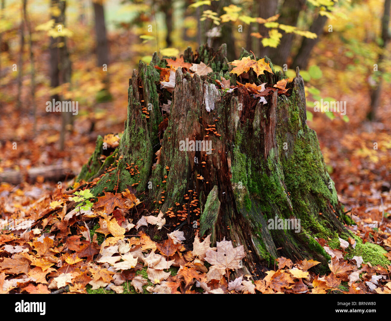 Fall nature scenery of a tree stump covered with moss and surrounded by ...