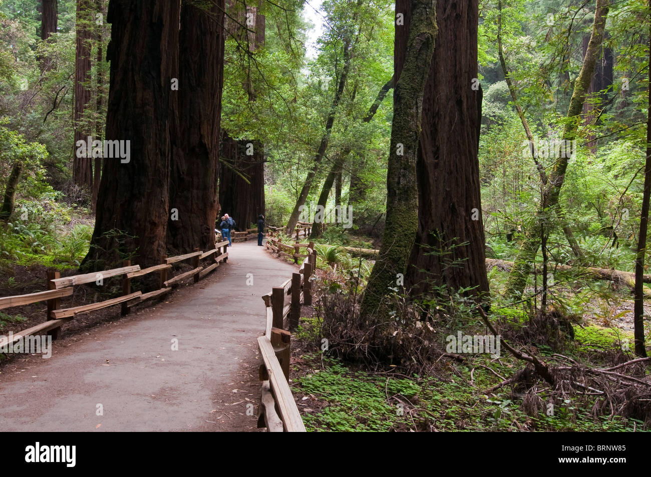Hiking trail in muir hi-res stock photography and images - Alamy