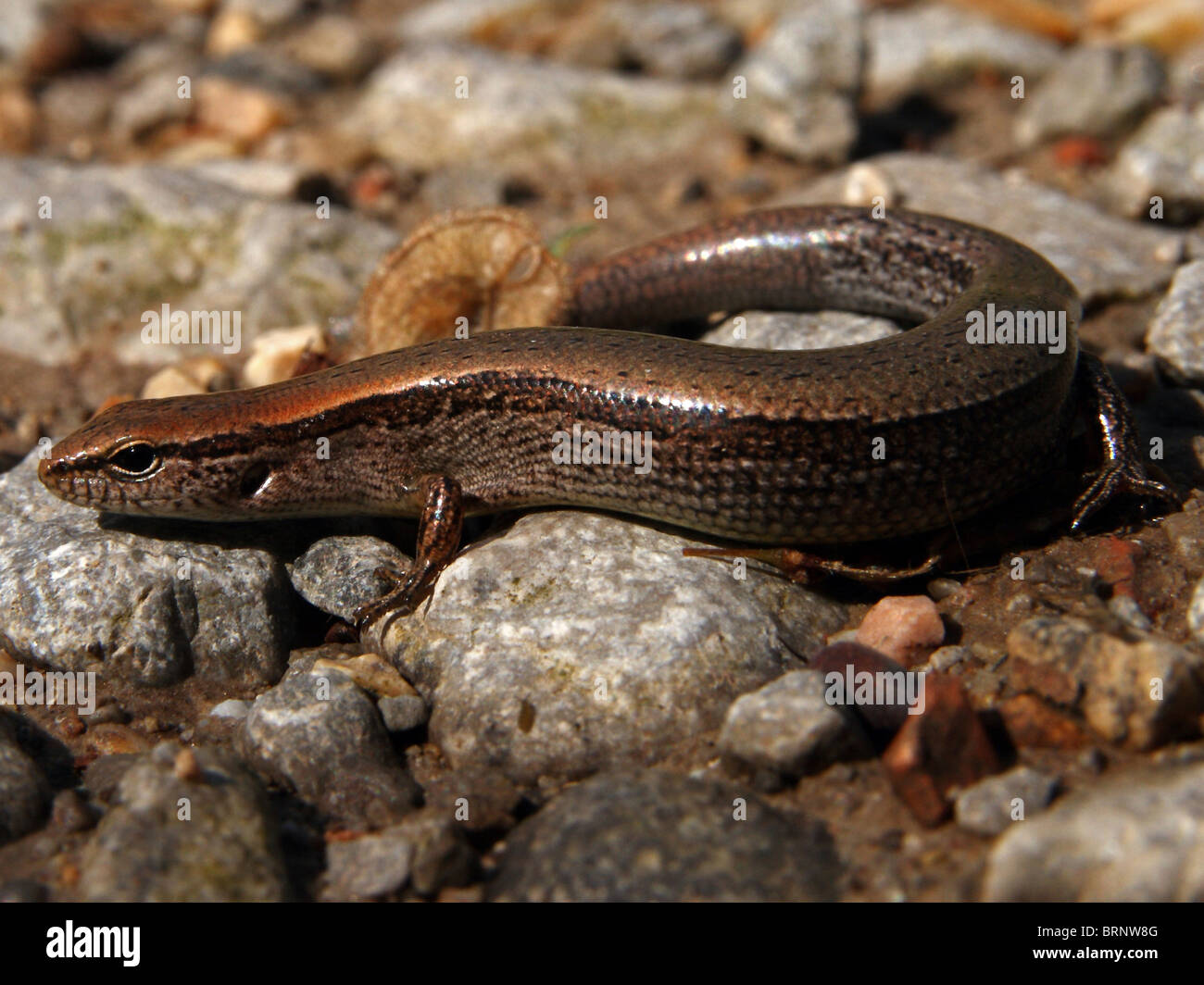 Ground Skink High Resolution Stock Photography and Images - Alamy